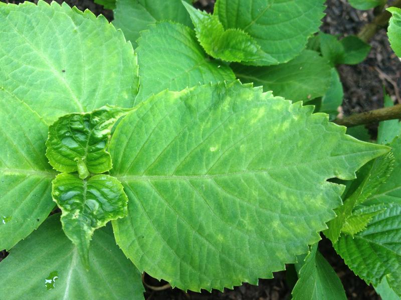 I HORTENZIE MÁ SVÉ ŠKŮDCE A CHOROBY - Zahrádkářův rok