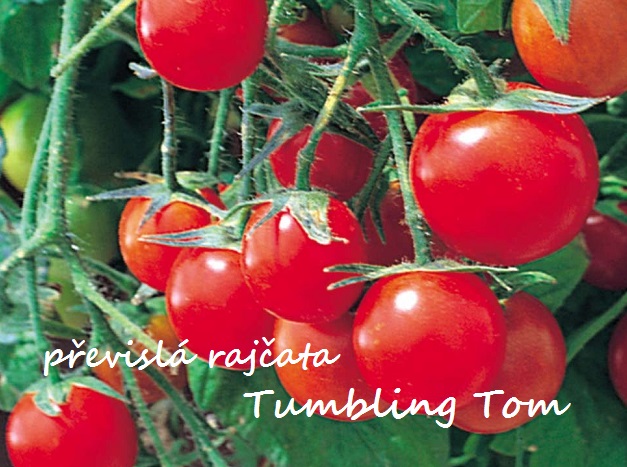 KTERÉ ODRŮDY RAJČAT LETOS VYZKOUŠÍME? - Zahrádkářův rok