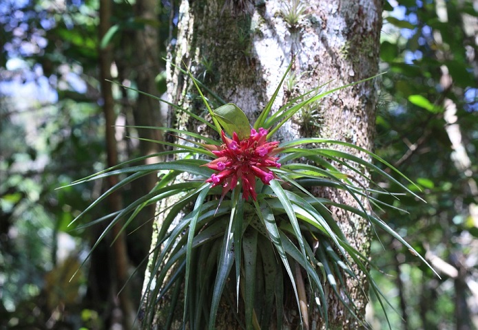 EXOTICKÉ BROMÉLIE PŘIŠLY Z DEŠTNÝCH PRALESŮ - Zahrádkářův rok