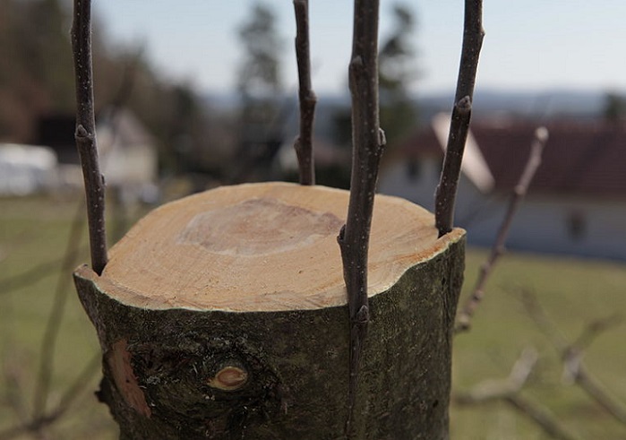 ROUBOVÁNÍ – OČKOVÁNÍ – ŠTĚPOVÁNÍ II. - Zahrádkářův rok