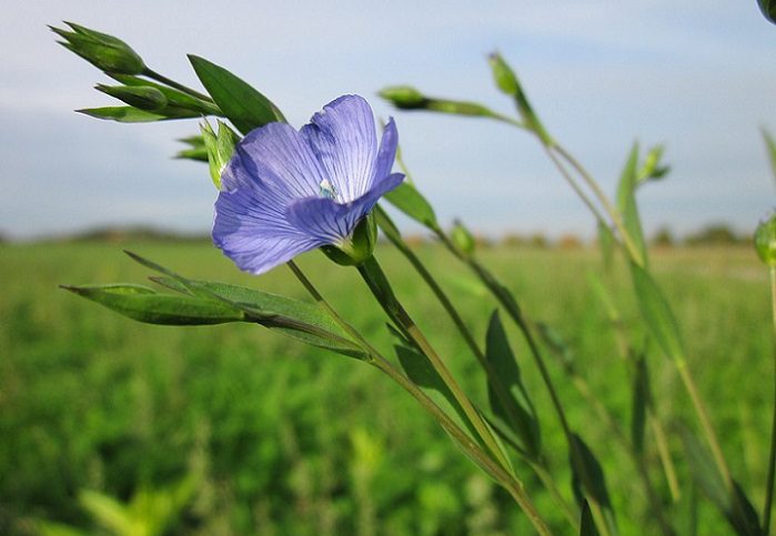 LEN SETÝ A JEHO LÉČIVÁ SEMENA - Zahrádkářův rok