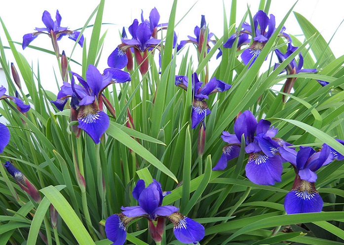 ZAHRÁDKÁŘŮV ROK - vše co potřebujete o vaší zahrádce vědět